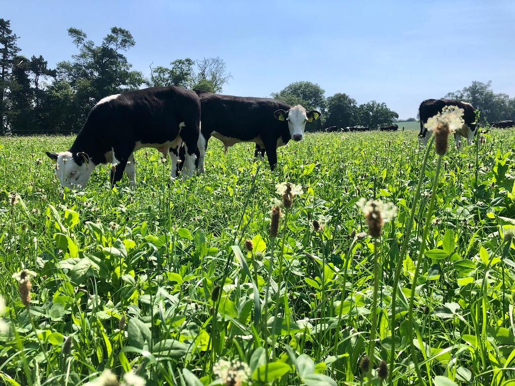 Addressing Future Challenges of Pasture based Production Systems ...